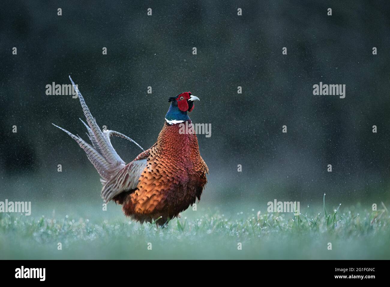 Pheasant (Phasianus colchicus), male shaking, water splashes from wet ...