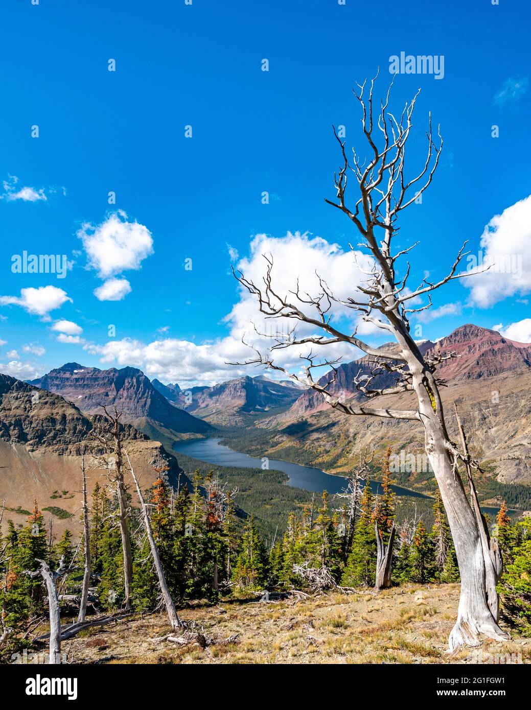 View of Two Medicine Lake with dead tree, hiking trail to Scenic Point ...