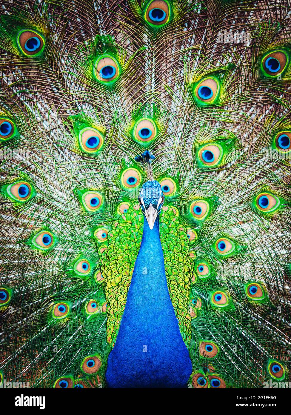 Front view of blue peacock with colorful open feathers Stock Photo - Alamy