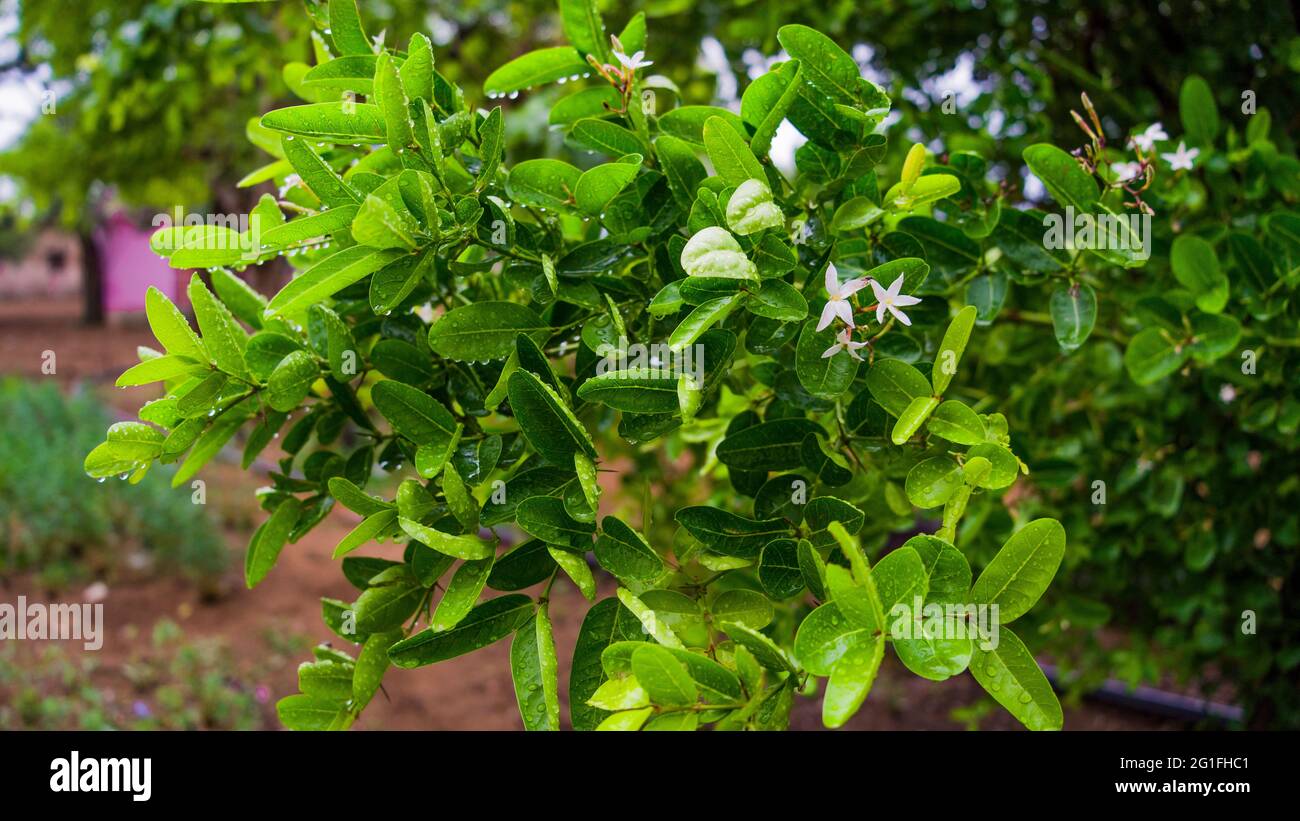 Fresh White flower bouquet of Karanda, Carunda, Christ's thorn, Carissa ...