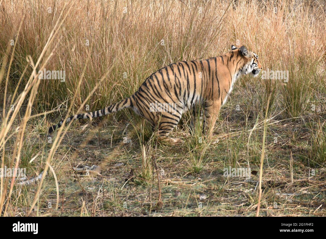 Beautiful shot in tiger hi-res stock photography and images - Alamy