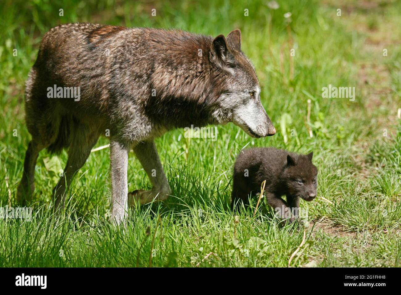 Timberwolf, American wolf (Canis lupus occidentalis), captive, pups ...