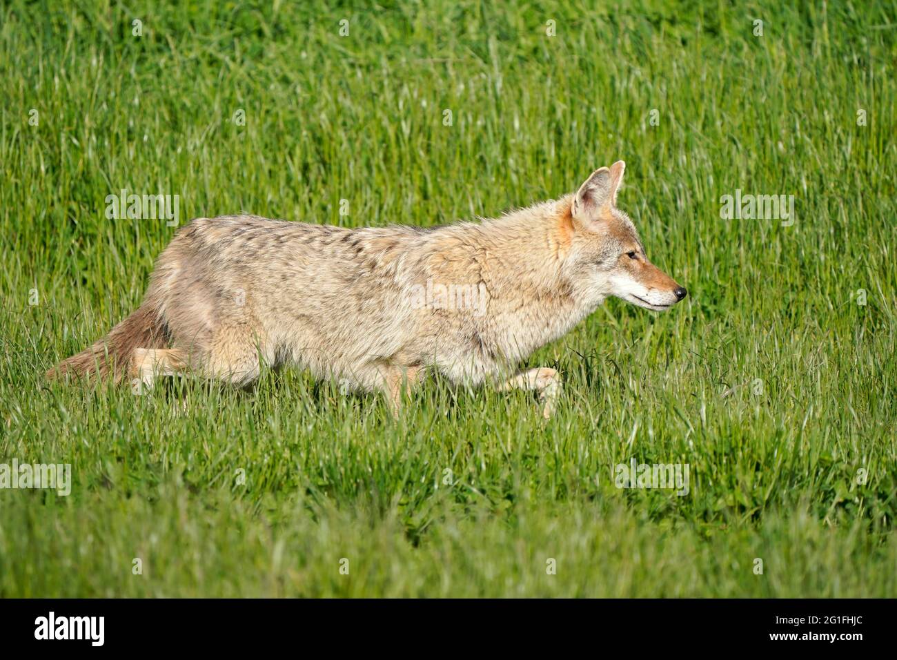 Coyote running hi-res stock photography and images - Alamy