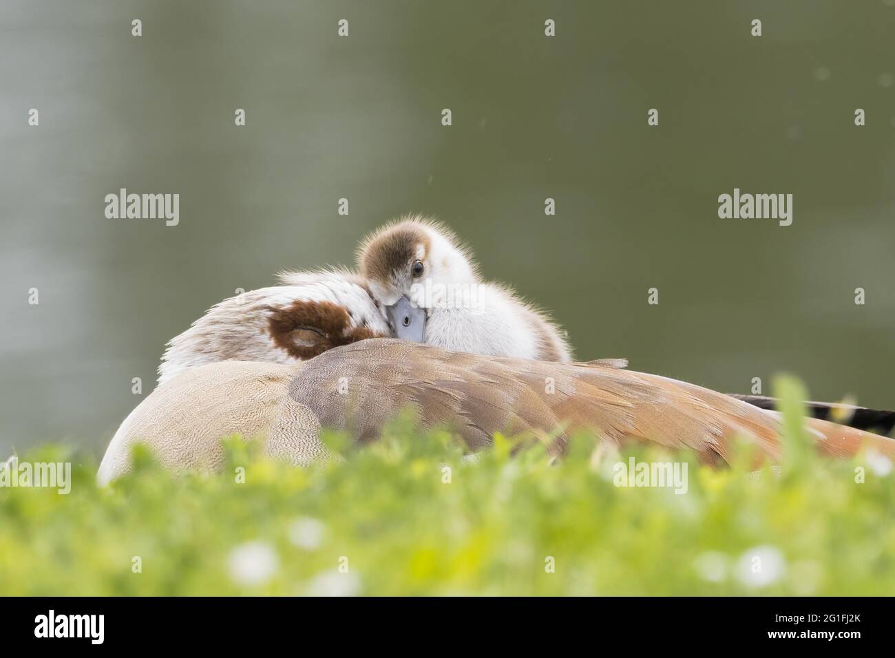 Egyptian goose (Alopochen aegyptiacus), adult bird with chicks, Hesse ...