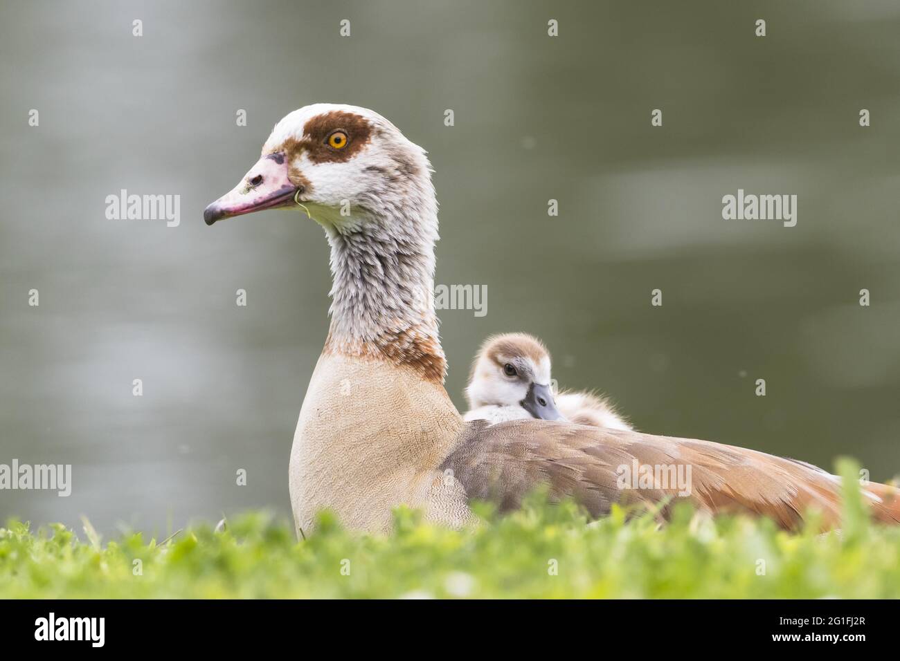 Egyptian goose (Alopochen aegyptiacus), adult bird with chicks, Hesse ...