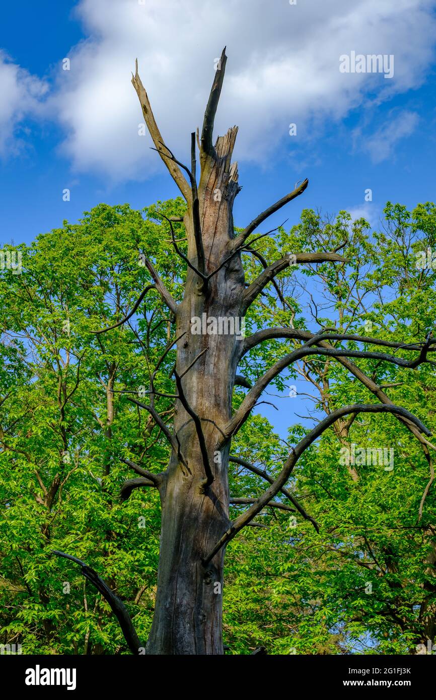 giant chestnut tree, castanea sativa, near liebing in the austrian ...