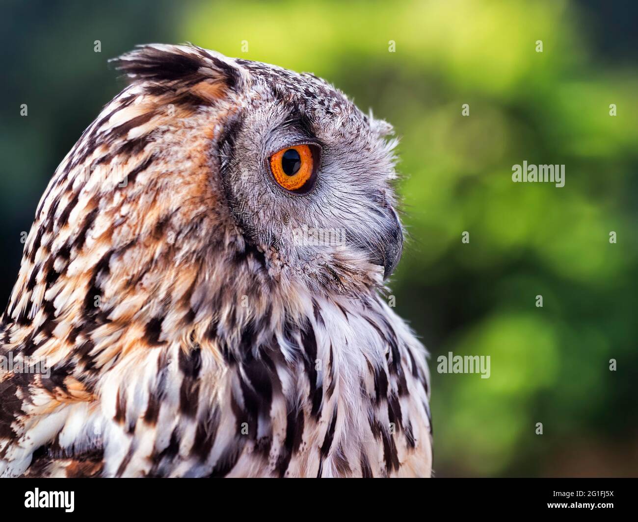 Bengal Eagle Owl, Indian eagle-owl (Bubo bengalensis), animal portrait, captive, Germany Stock ...