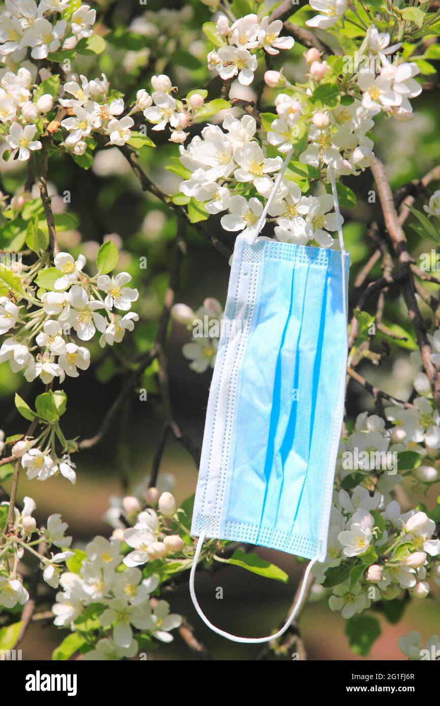 Blue face mask hanging from tree, North Rhine-Westphalia, Germany Stock ...