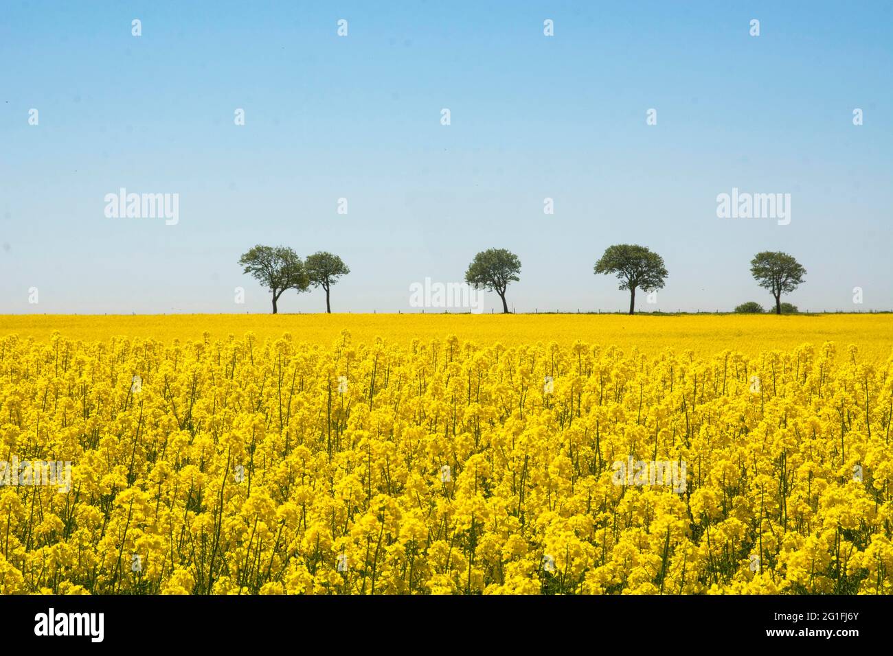 Rowan tree at field of rape at Hoegasten farm, Ystad community, Scania ...