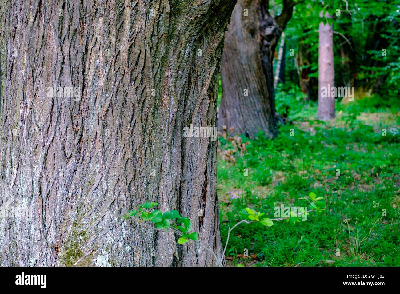 giant chestnut tree, castanea sativa, near liebing in the austrian ...