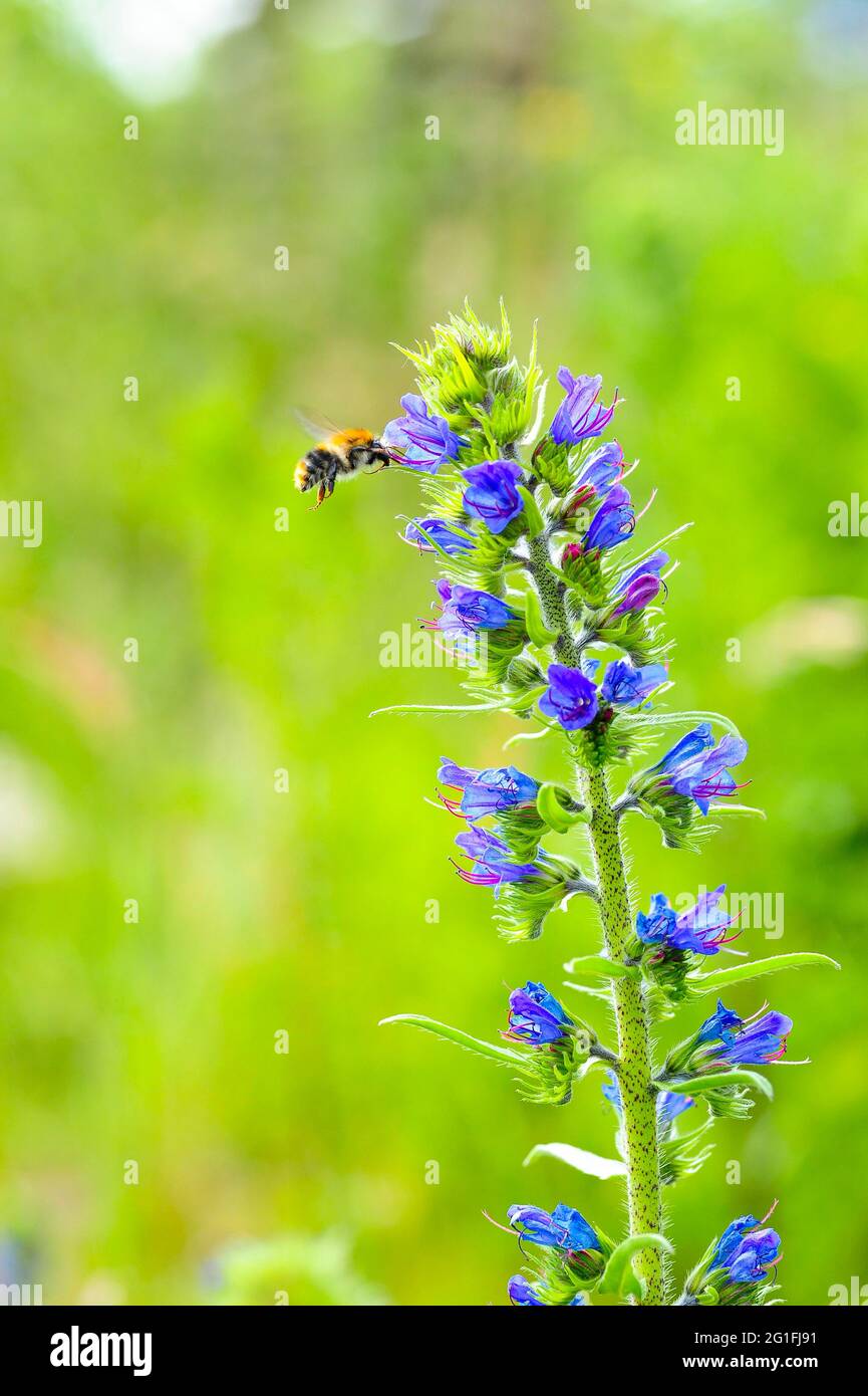 Common viper's bugloss (Echium vulgare) with field bumblebee (Bombus ...