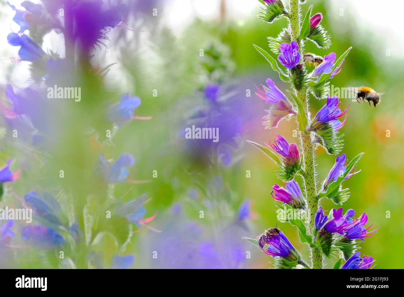 Viper’s bugloss echium vulgare bee hi-res stock photography and images ...