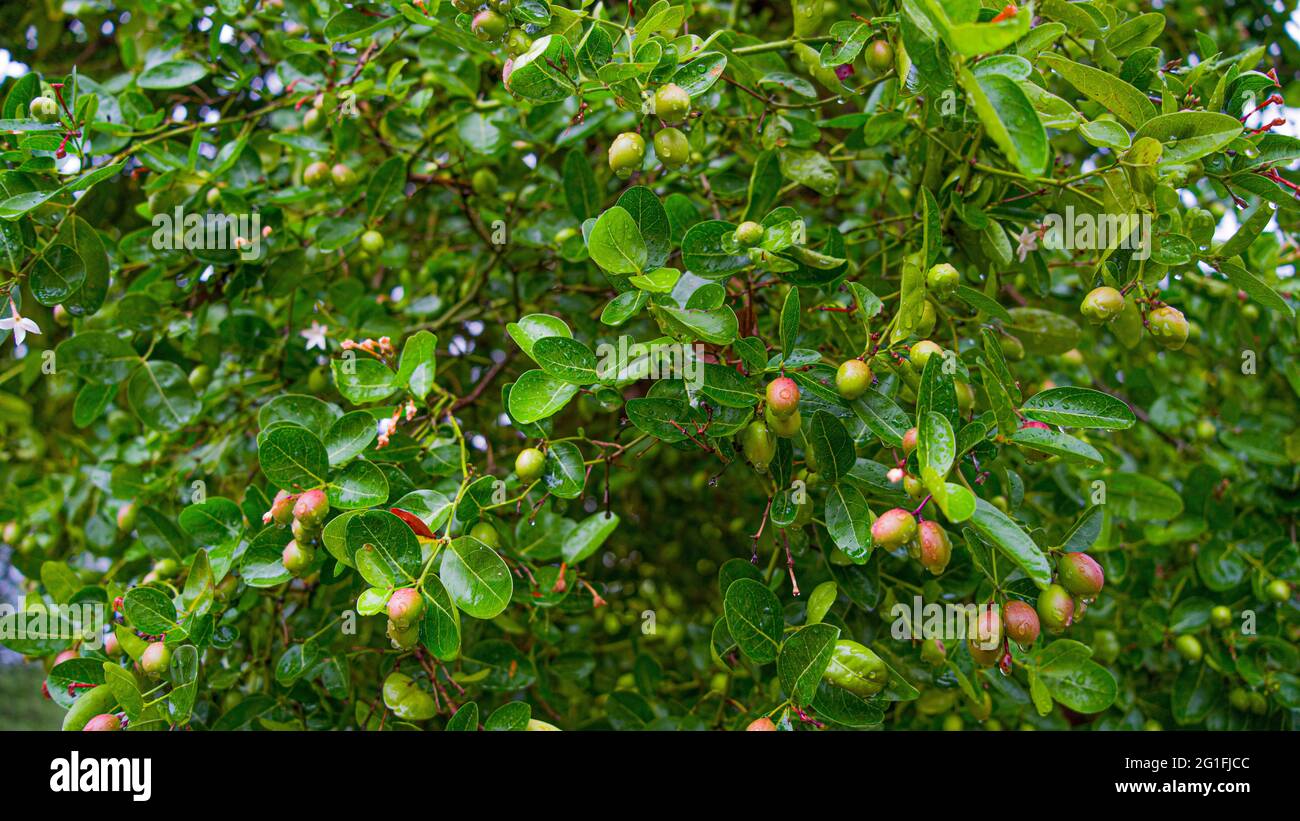 Indian Summer Vegetables High Resolution Stock Photography and Images ...