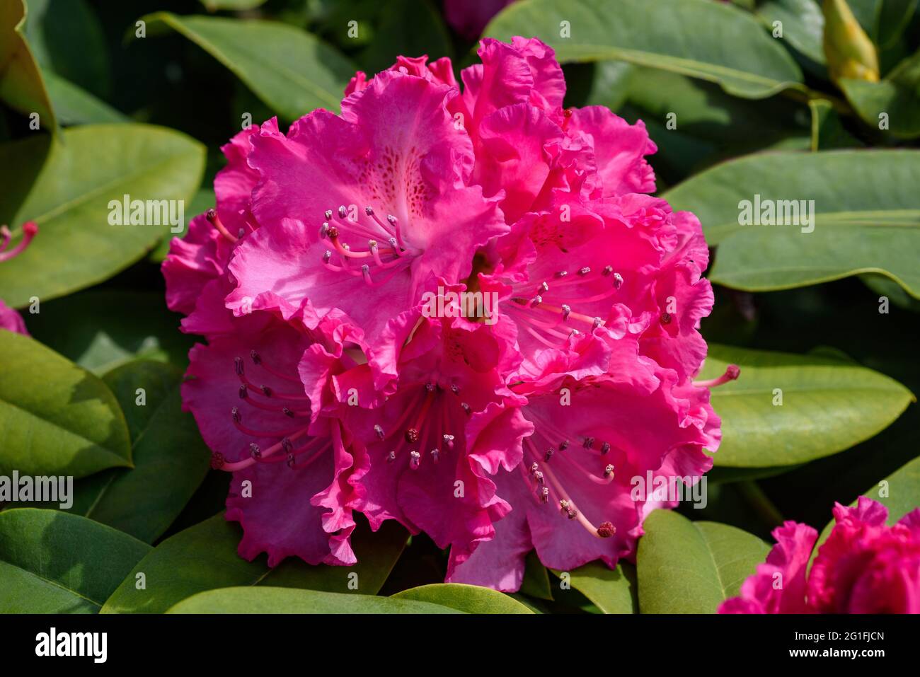 Pink Rhododendron in a garden Stock Photo - Alamy