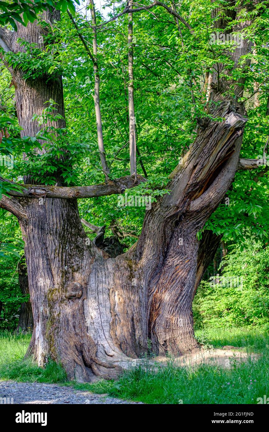 giant chestnut tree, castanea sativa, near liebing in the austrian ...