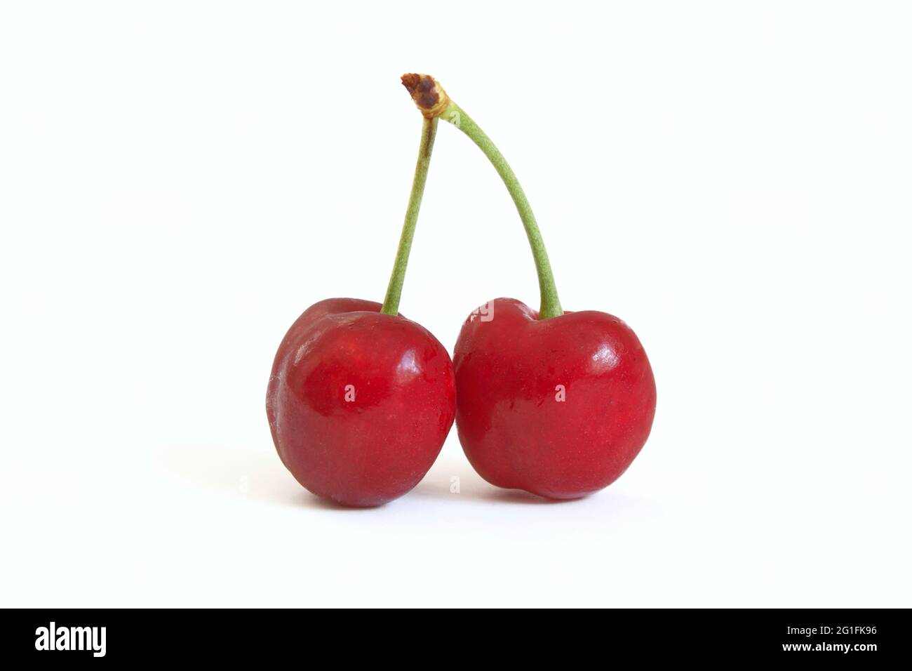 Organic cherry, close up organic cherry isolated on white background ...