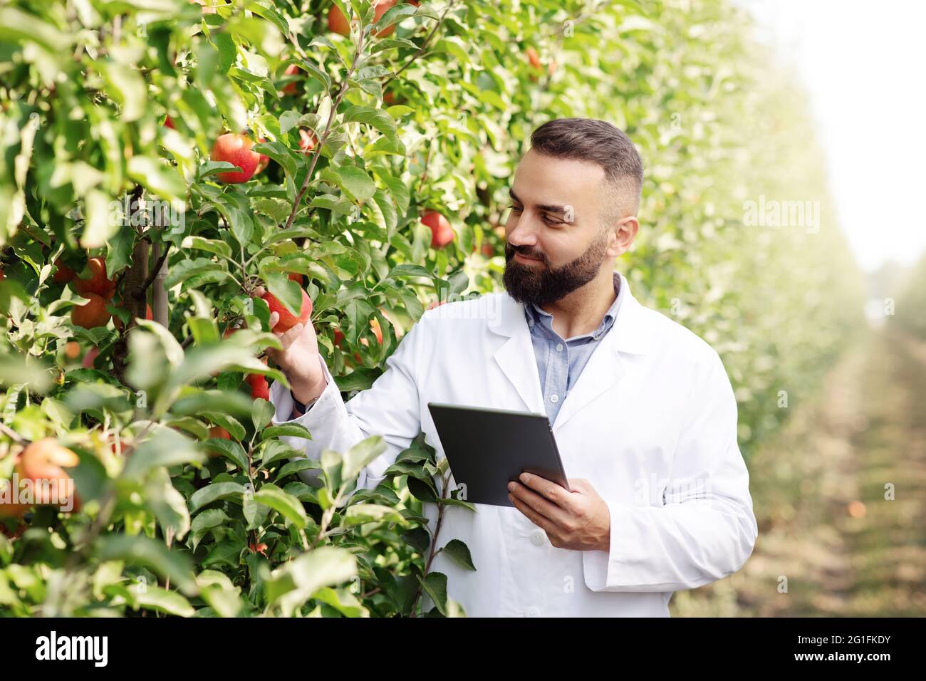 Harvest control on fruit farm and modern devices for work at summer and ...