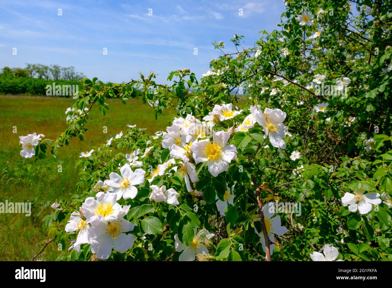 wild rose, rosa canina near illmitz in the austrian national park ...