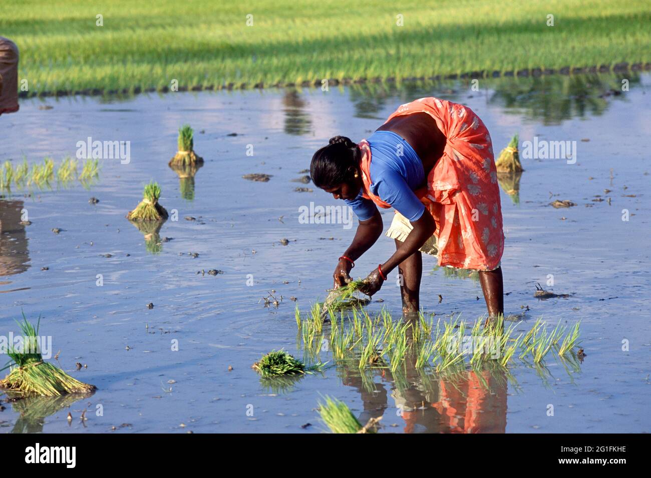 Woman transplanting rice plants, rice cultivation, Tamil Nadu, India ...