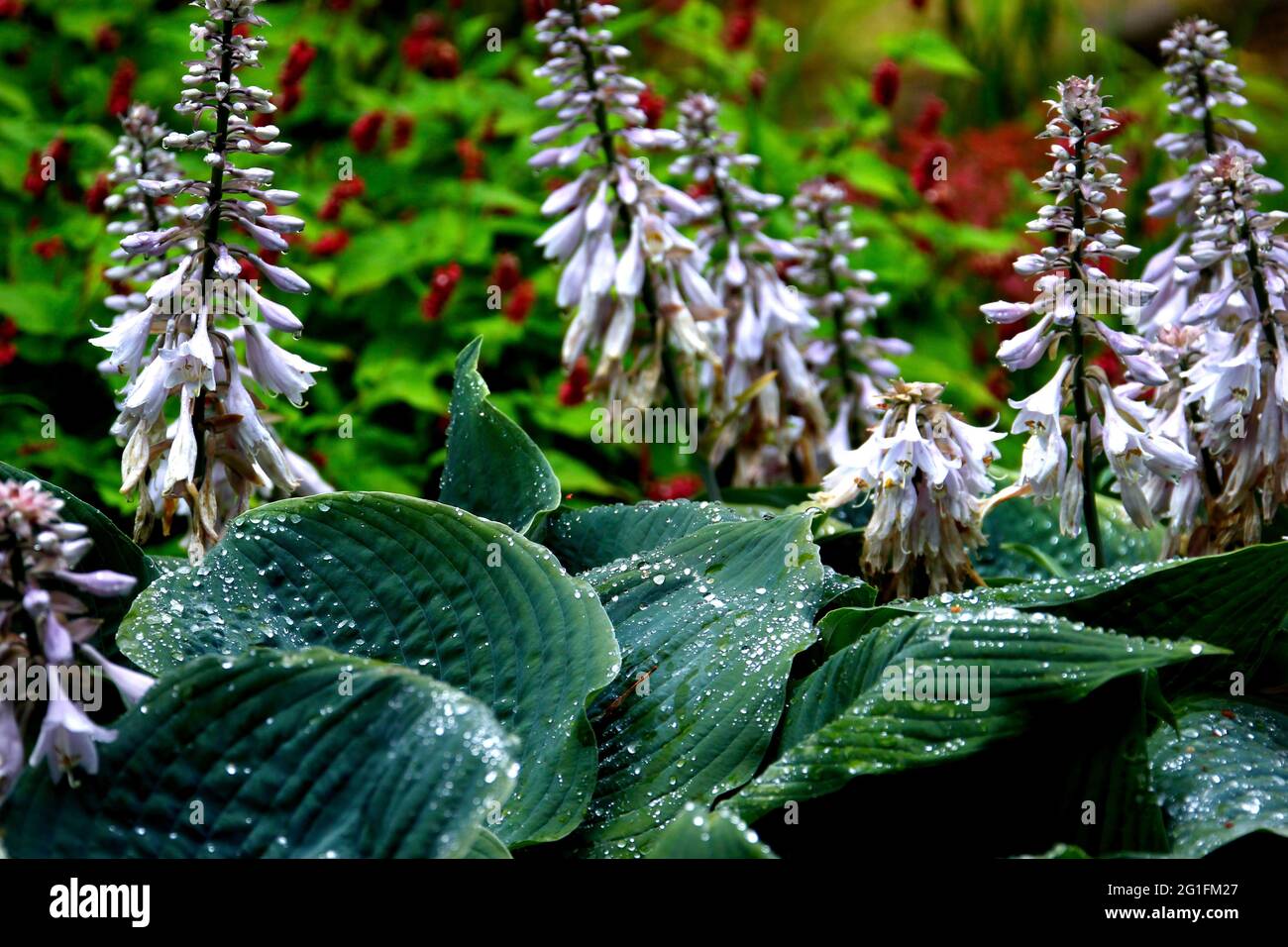 Plants, Inverewe Gardens, Osgood Mackenzie, Poolewe, Loch Ewe ...