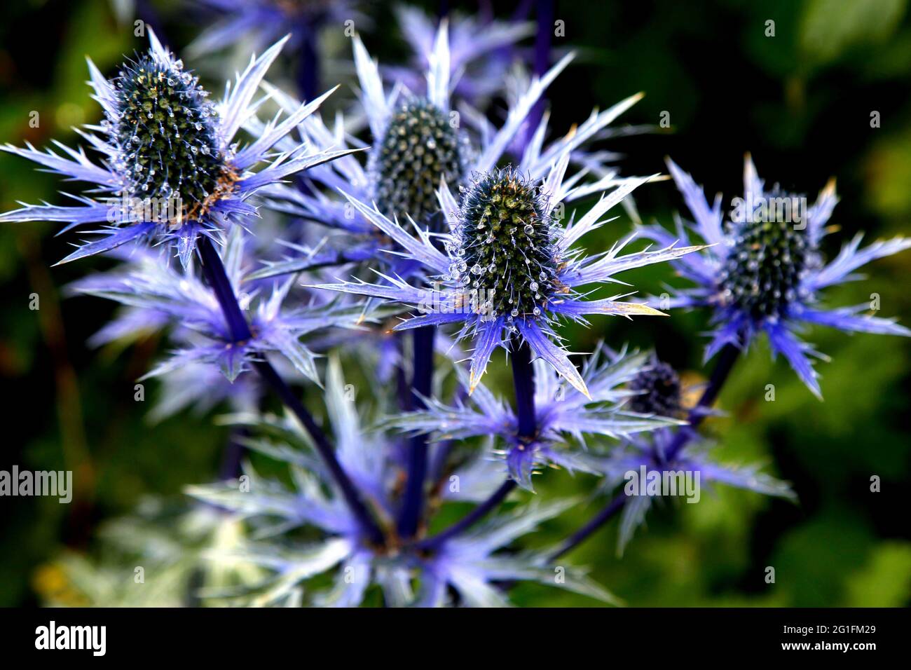 Safflower, Man-trefoil, Eryngium, Inverewe Gardens, Walled Garden ...