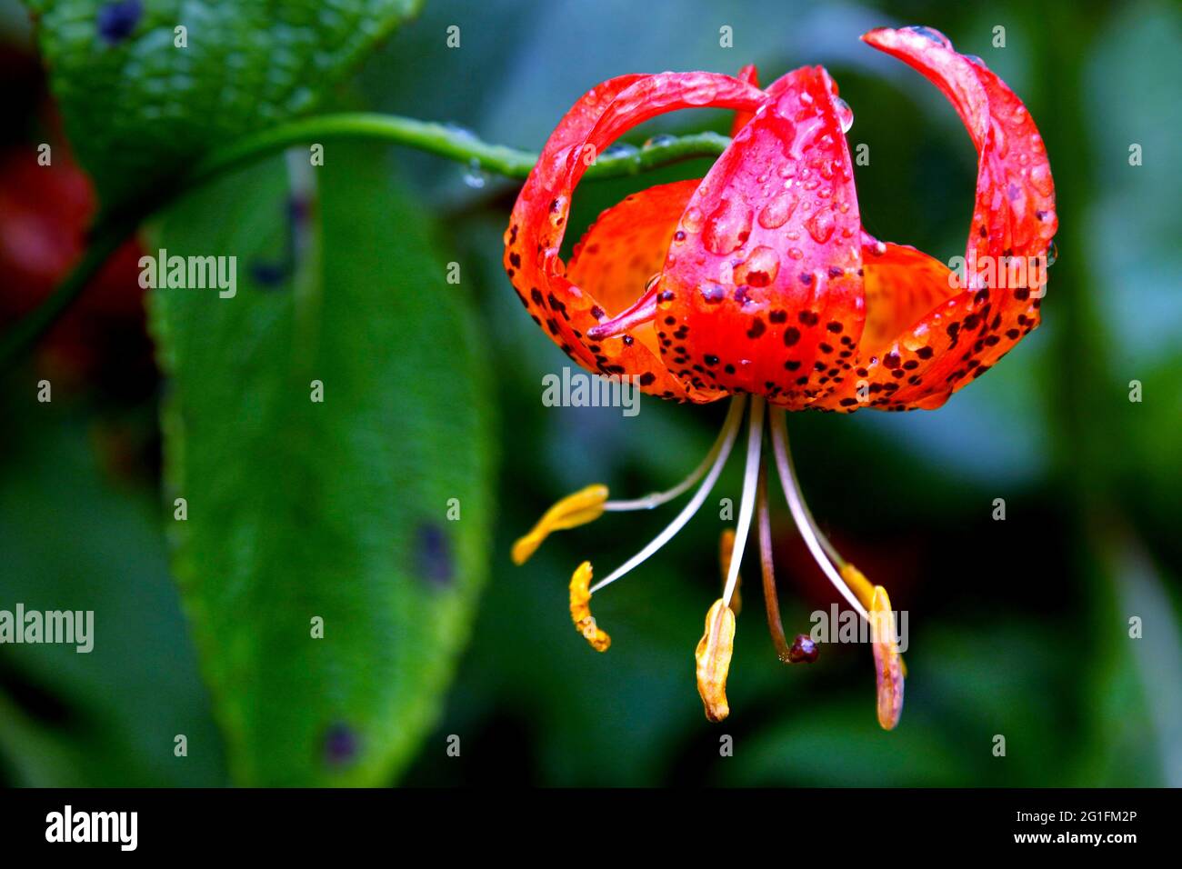 Lily, Inverewe Gardens, Walled Garden, Osgood Mackenzie, Poolewe, Loch ...