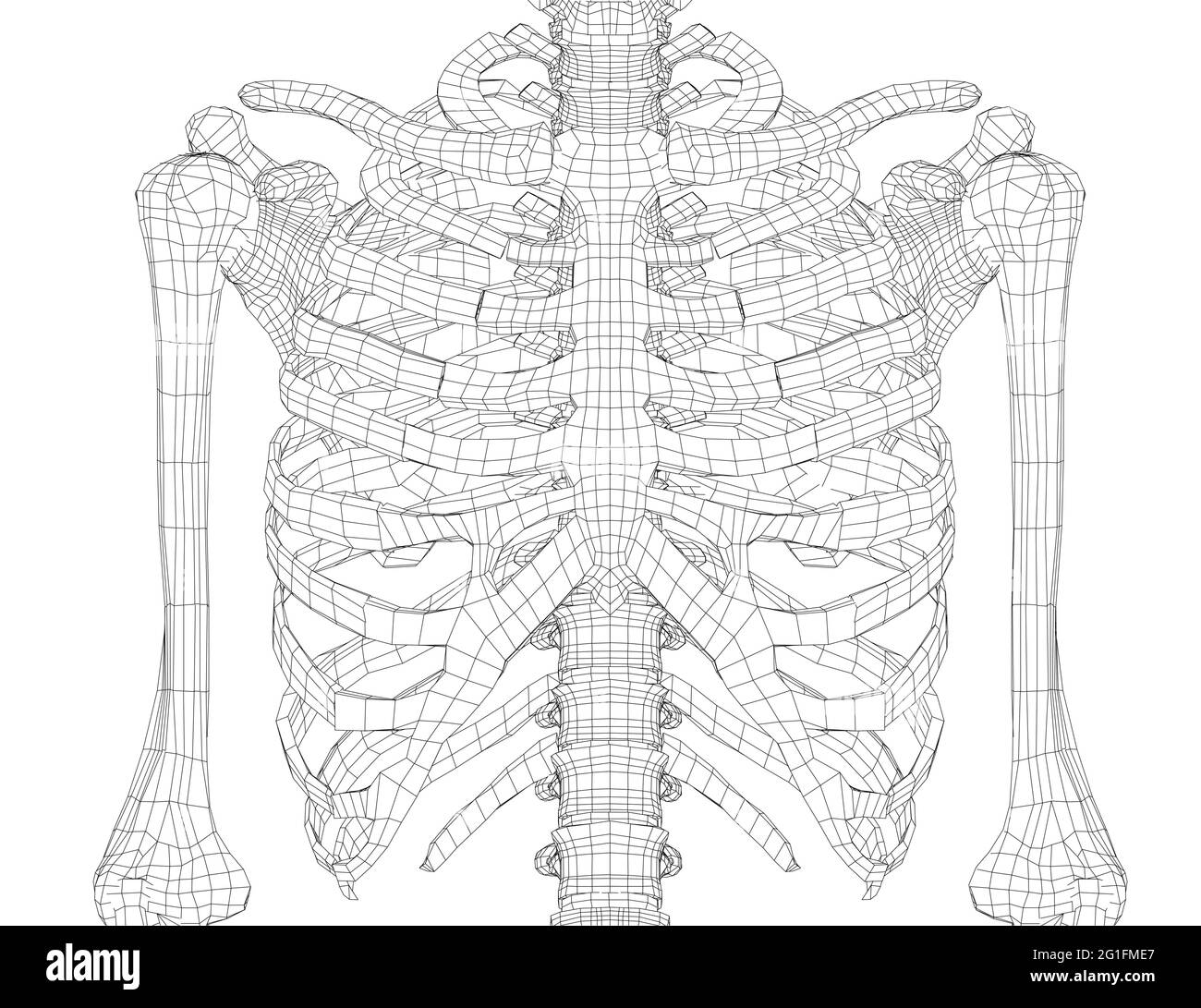 Skeleton of a human chest. Vector Stock Vector Image & Art - Alamy