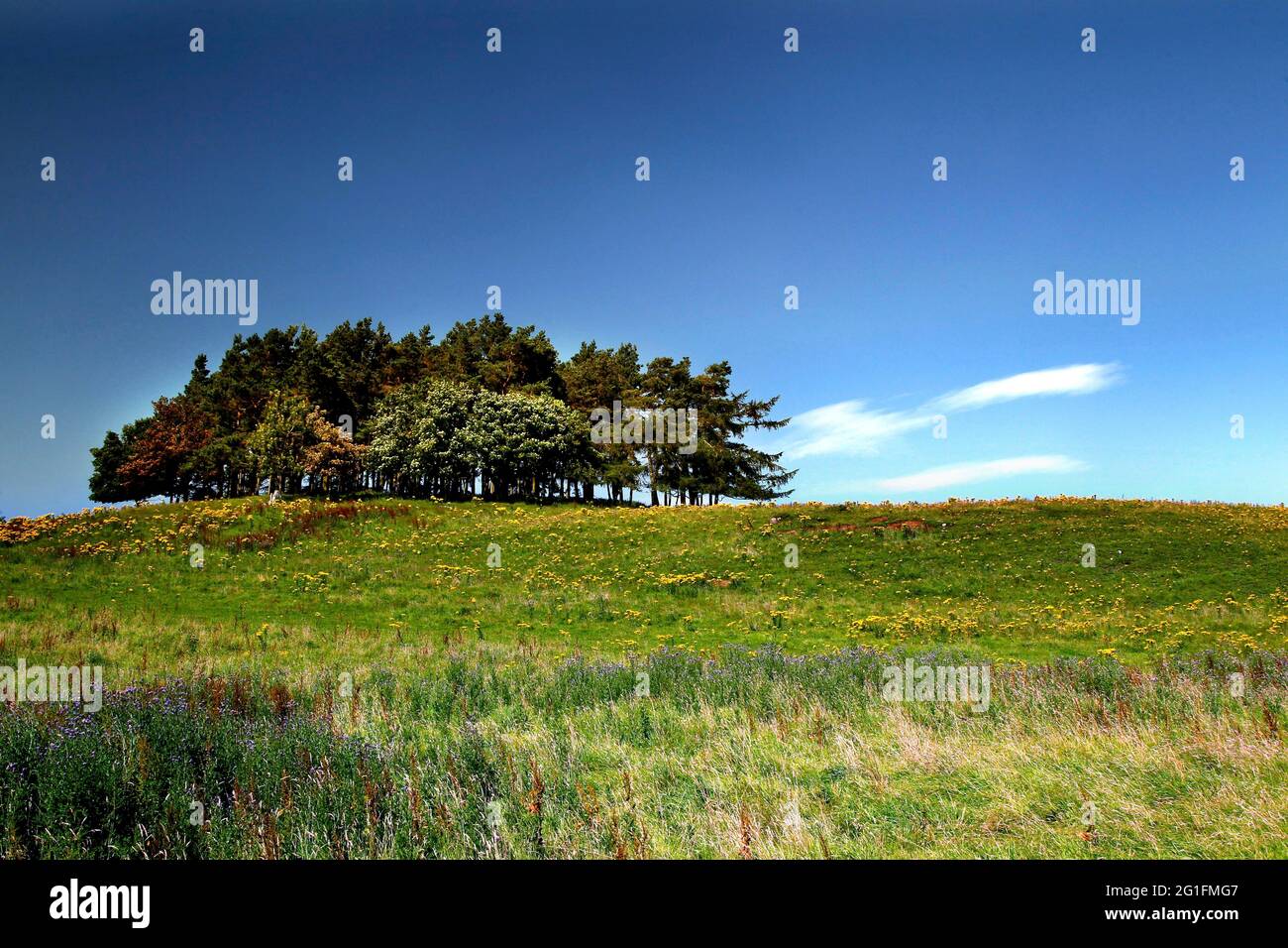 Landscape, group of trees, Melrose, Bemersyde, Scottish Borders ...