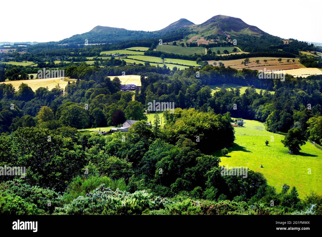 Valley of the river Tweed, Scott's View, landscape, hills, cows ...