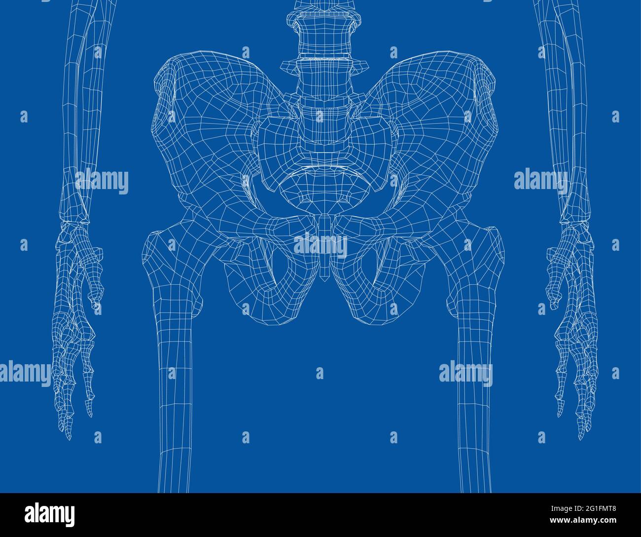 Skeleton of the human pelvis. Vector Stock Vector Image & Art - Alamy