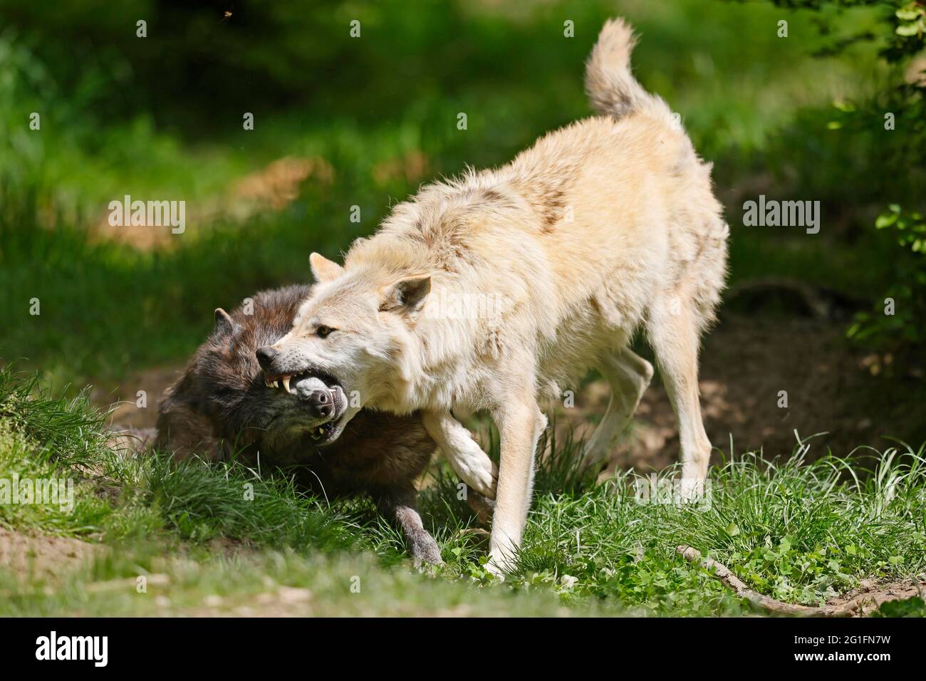 Timberwolf, American wolf (Canis lupus occidentalis), captive, rank ...