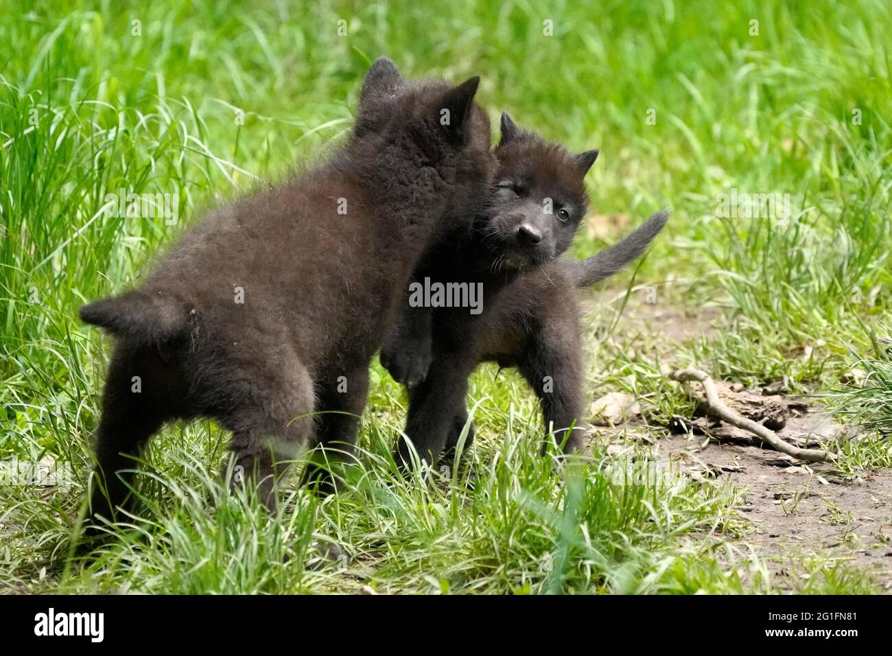 Timberwolf, American wolf (Canis lupus occidentalis), captive, pups in ...