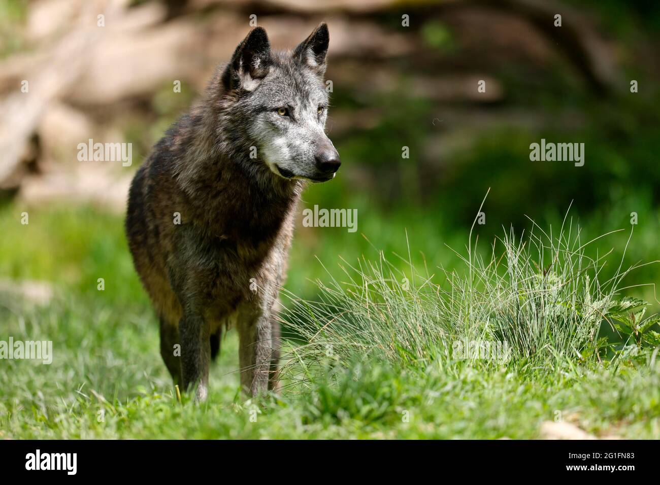 Timberwolf, American wolf (Canis lupus occidentalis), captive, ongoing ...