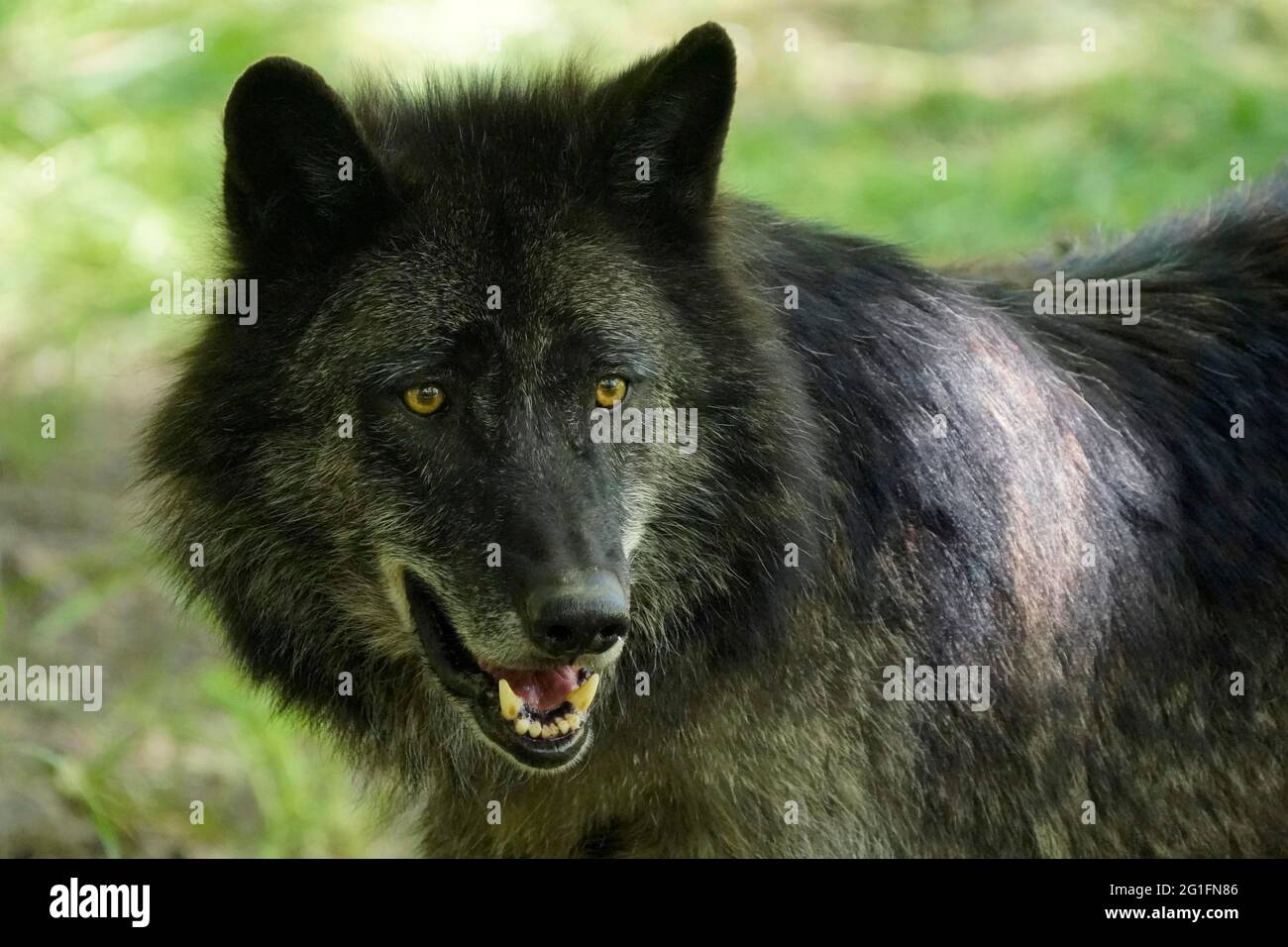 Timberwolf, American wolf (Canis lupus occidentalis), captive, animal ...
