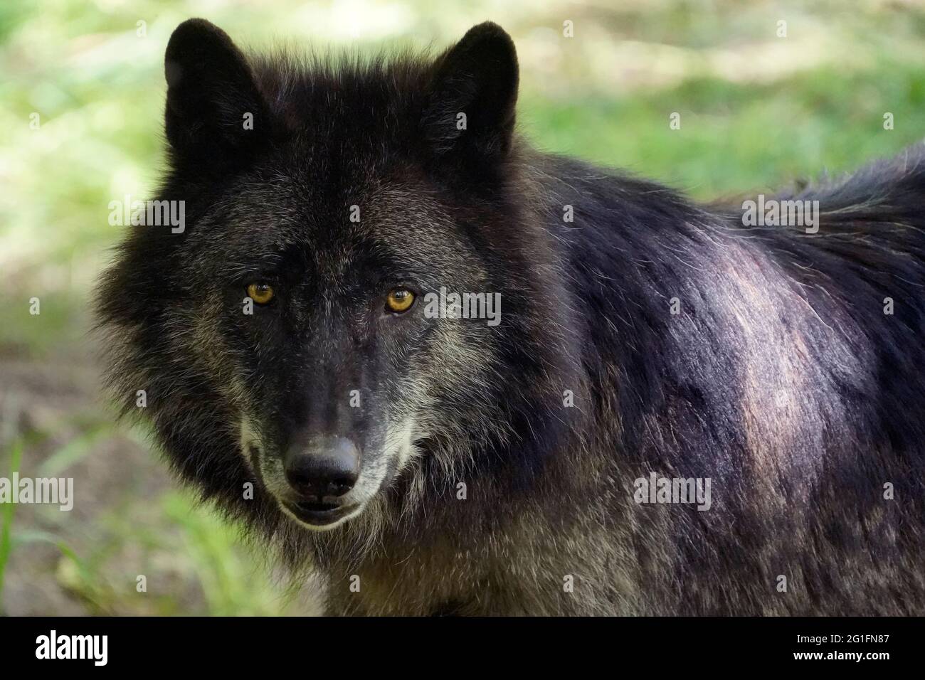 Timberwolf, American wolf (Canis lupus occidentalis), captive, animal ...