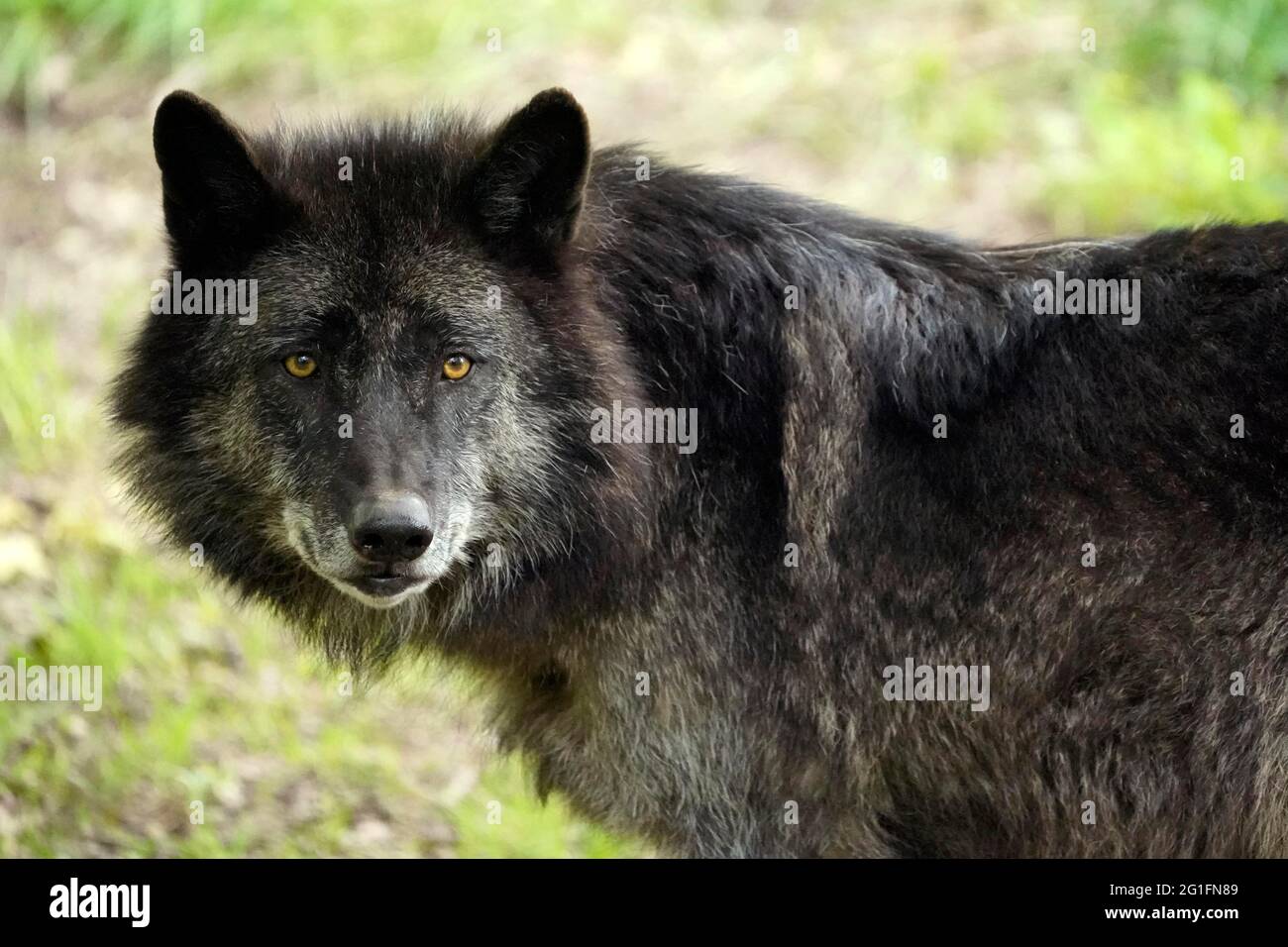 Timberwolf, American wolf (Canis lupus occidentalis) animal portrait ...