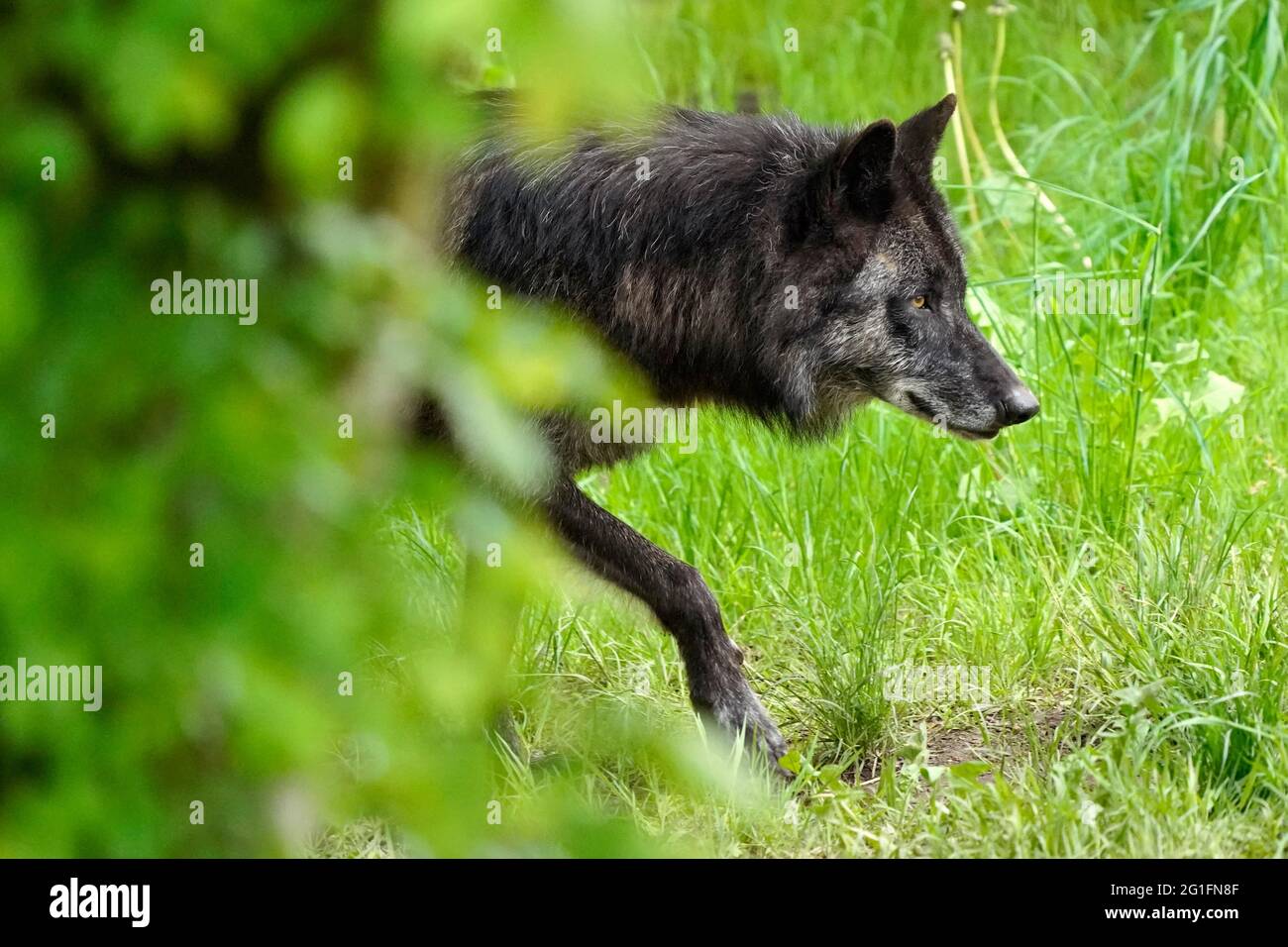 Timberwolf, American wolf (Canis lupus occidentalis) ongoing, Germany ...