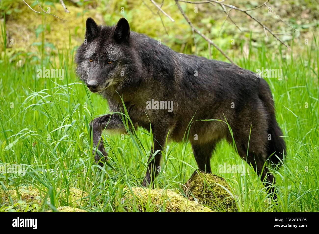American wolf hi-res stock photography and images - Alamy