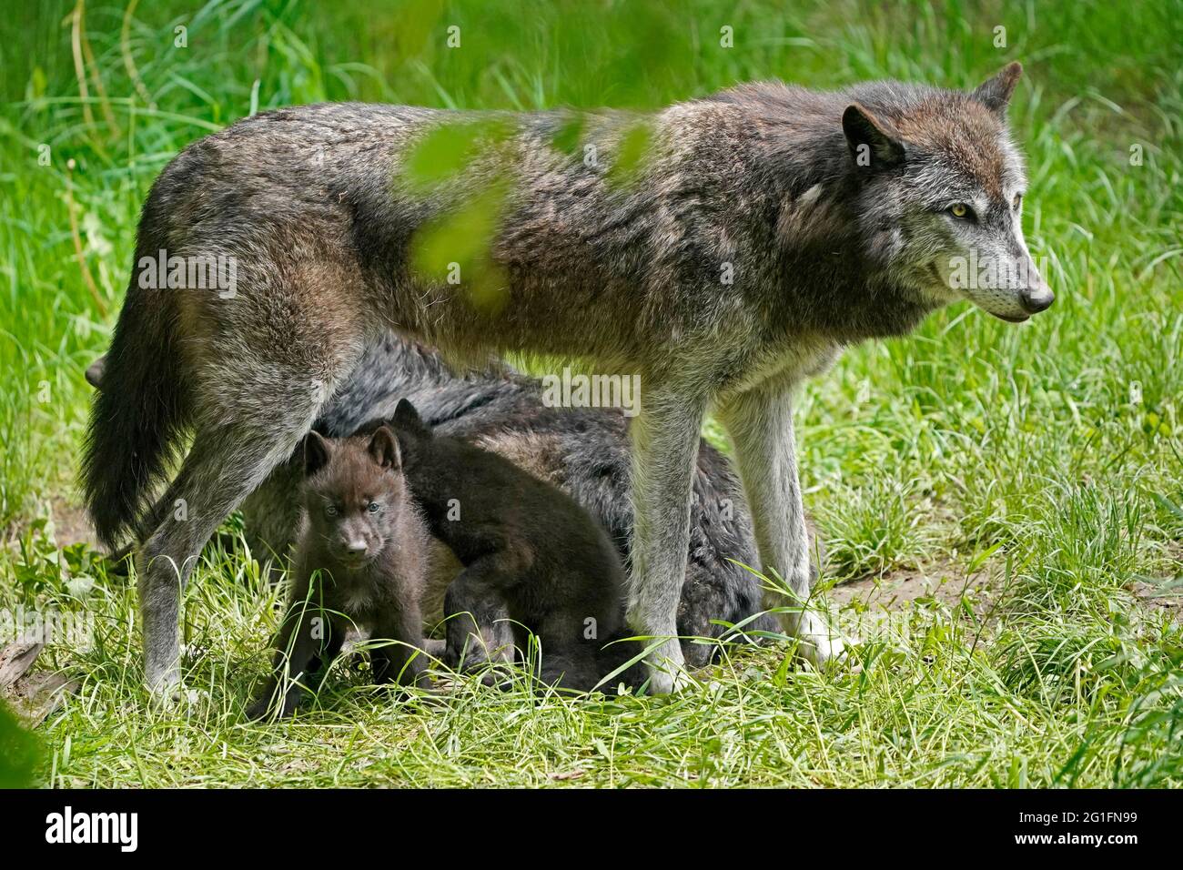 Timberwolf, American wolf (Canis lupus occidentalis) pups with adult at ...
