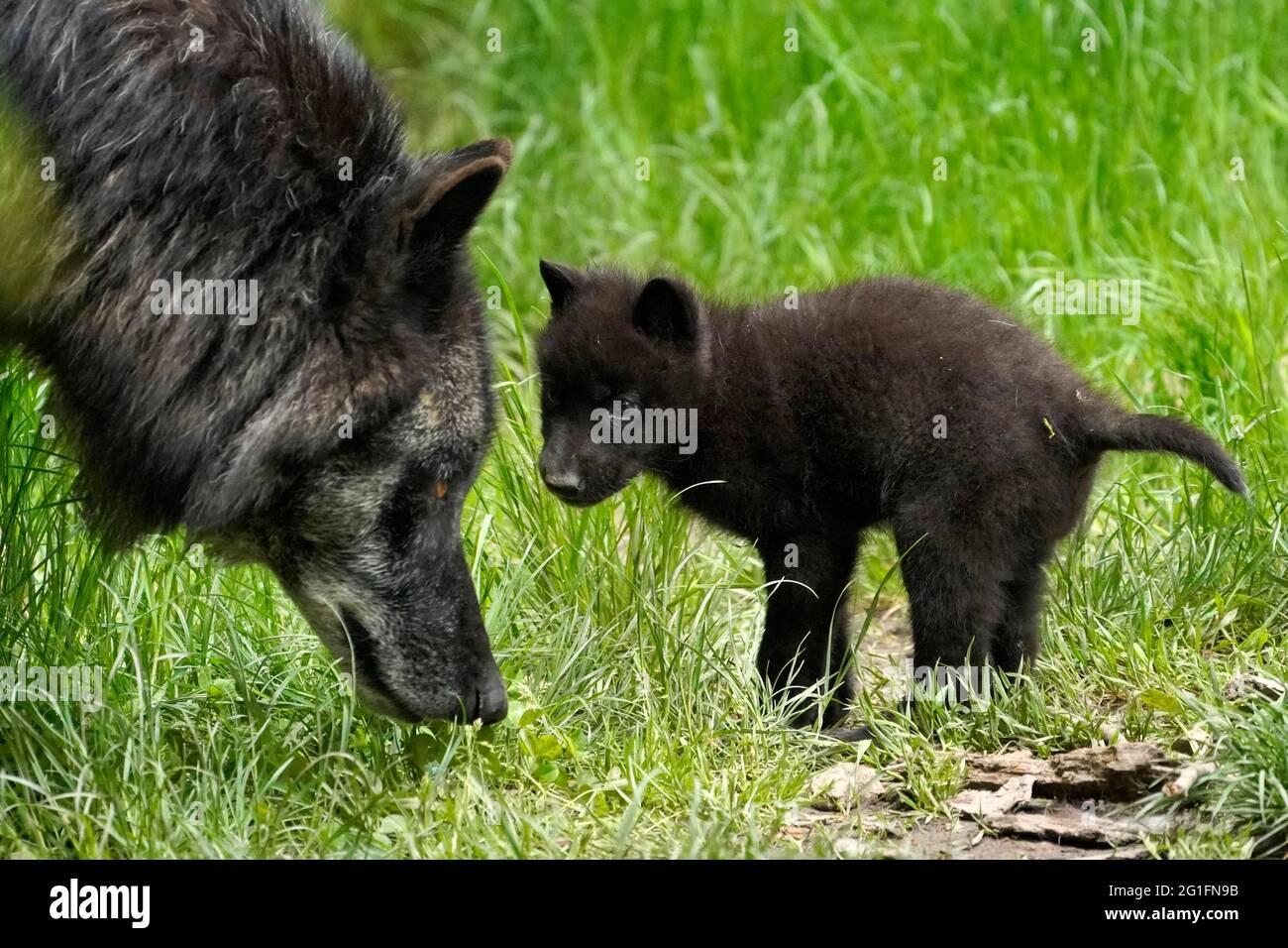 Timberwolf, American wolf (Canis lupus occidentalis), captive, pups ...
