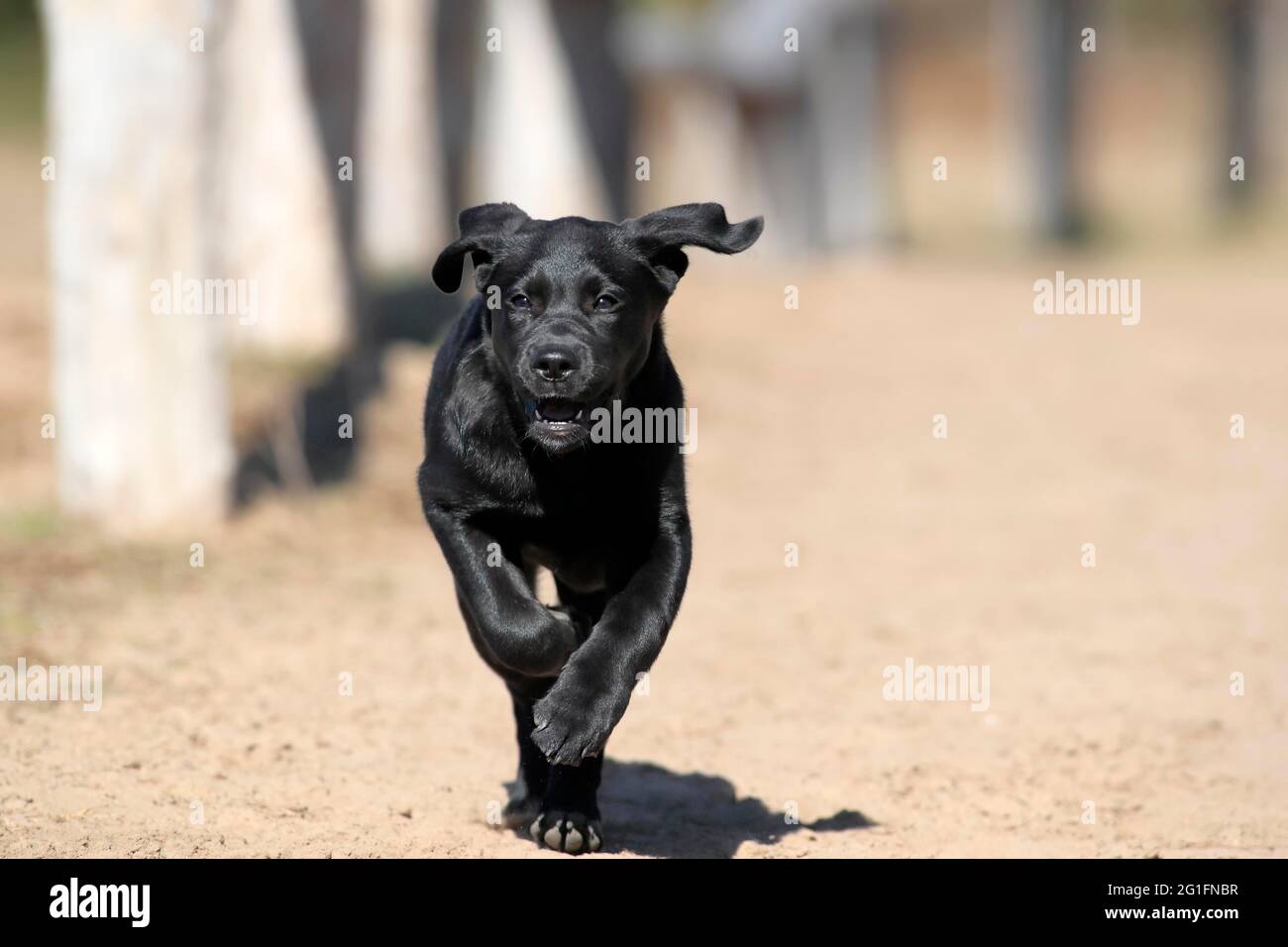 Labrador puppy running hi-res stock photography and images - Alamy
