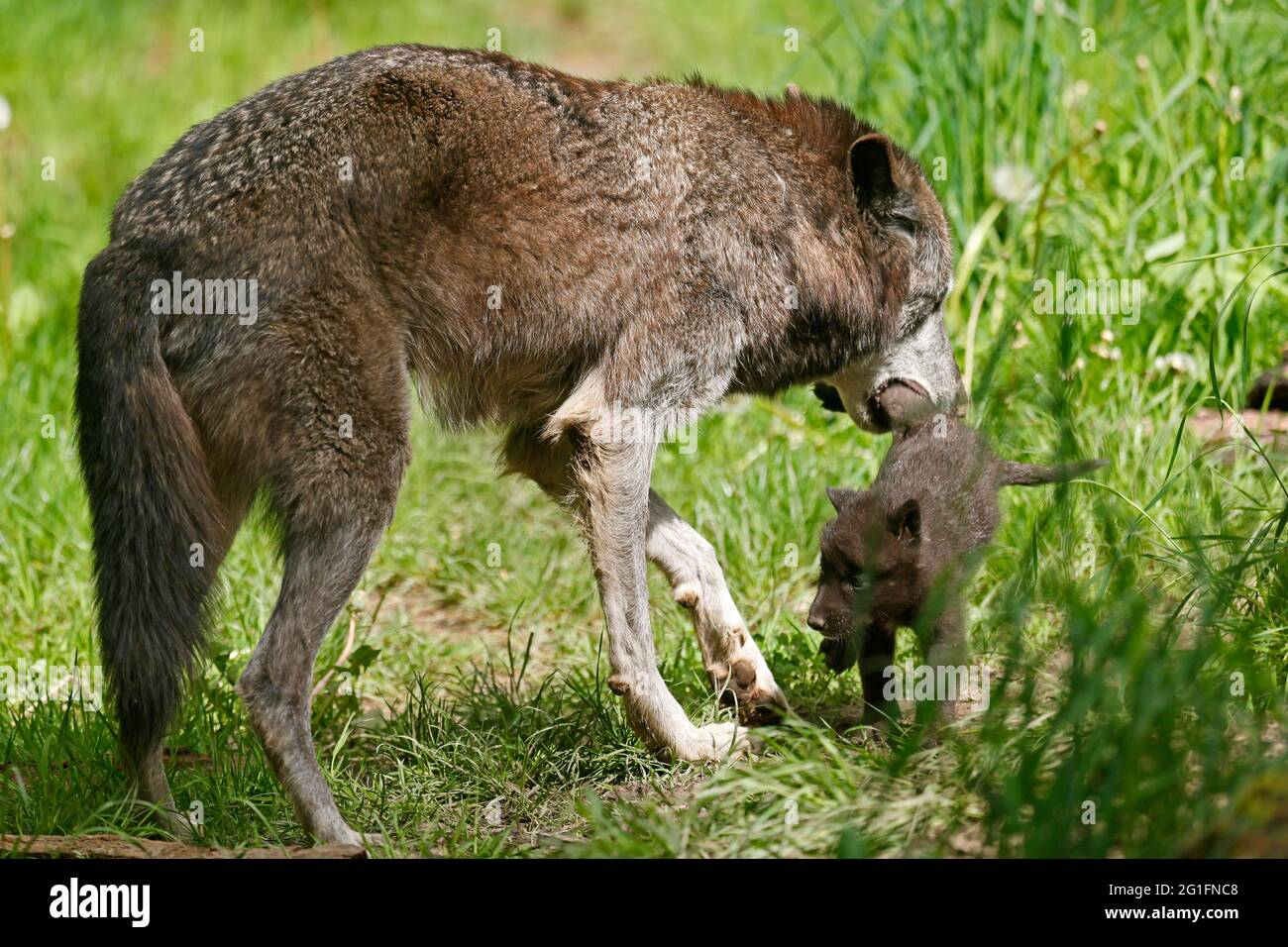 Timberwolf, American wolf (Canis lupus occidentalis), captive, pups ...