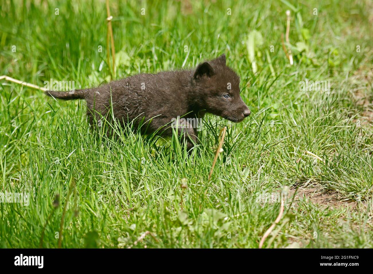 Timberwolf, American wolf (Canis lupus occidentalis), captive, pup in a ...