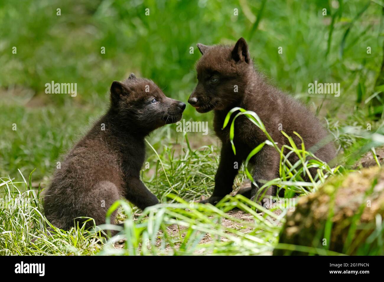 Timberwolf, American wolf (Canis lupus occidentalis), captive, pups at ...