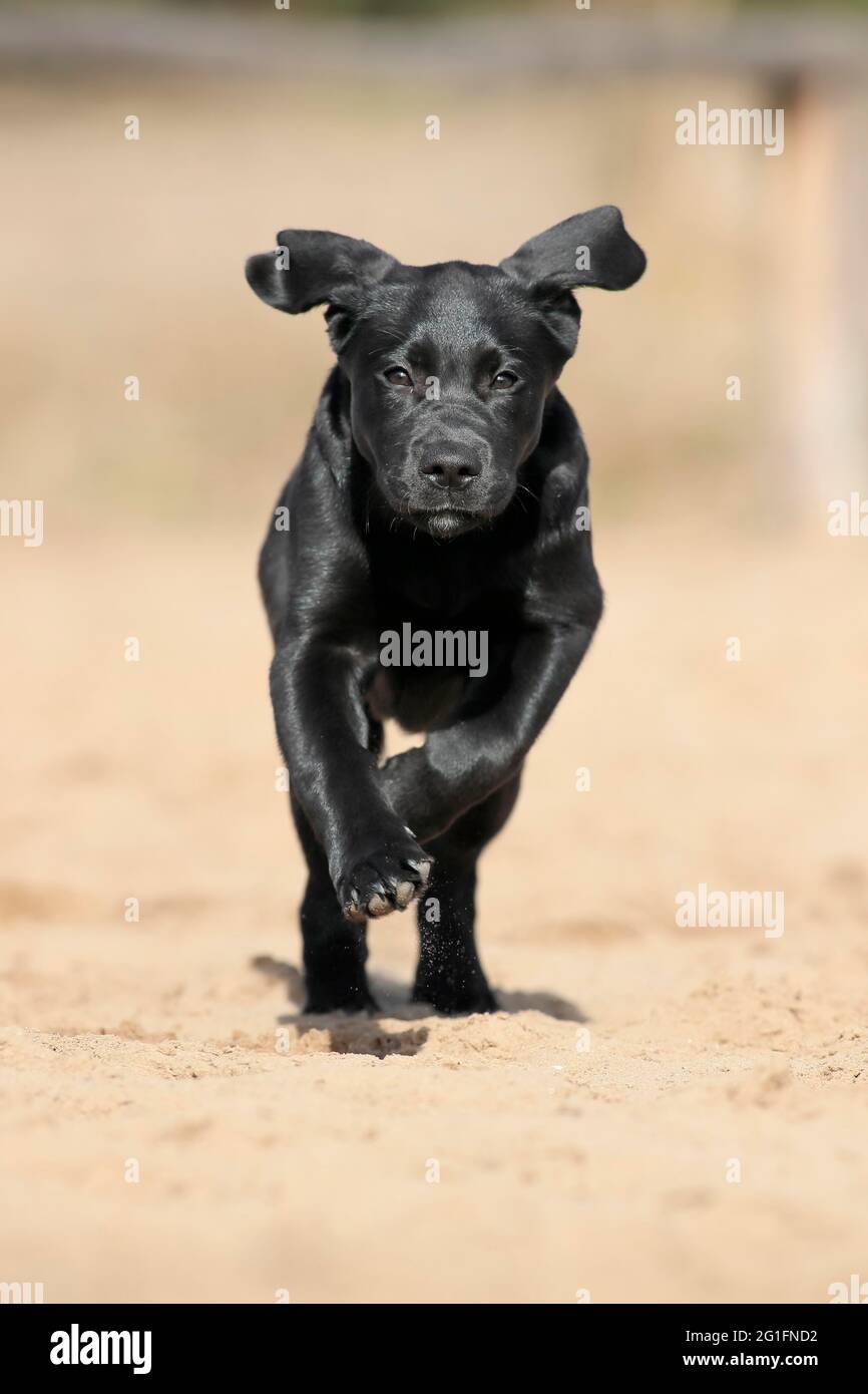 Labrador puppy running hi-res stock photography and images - Alamy