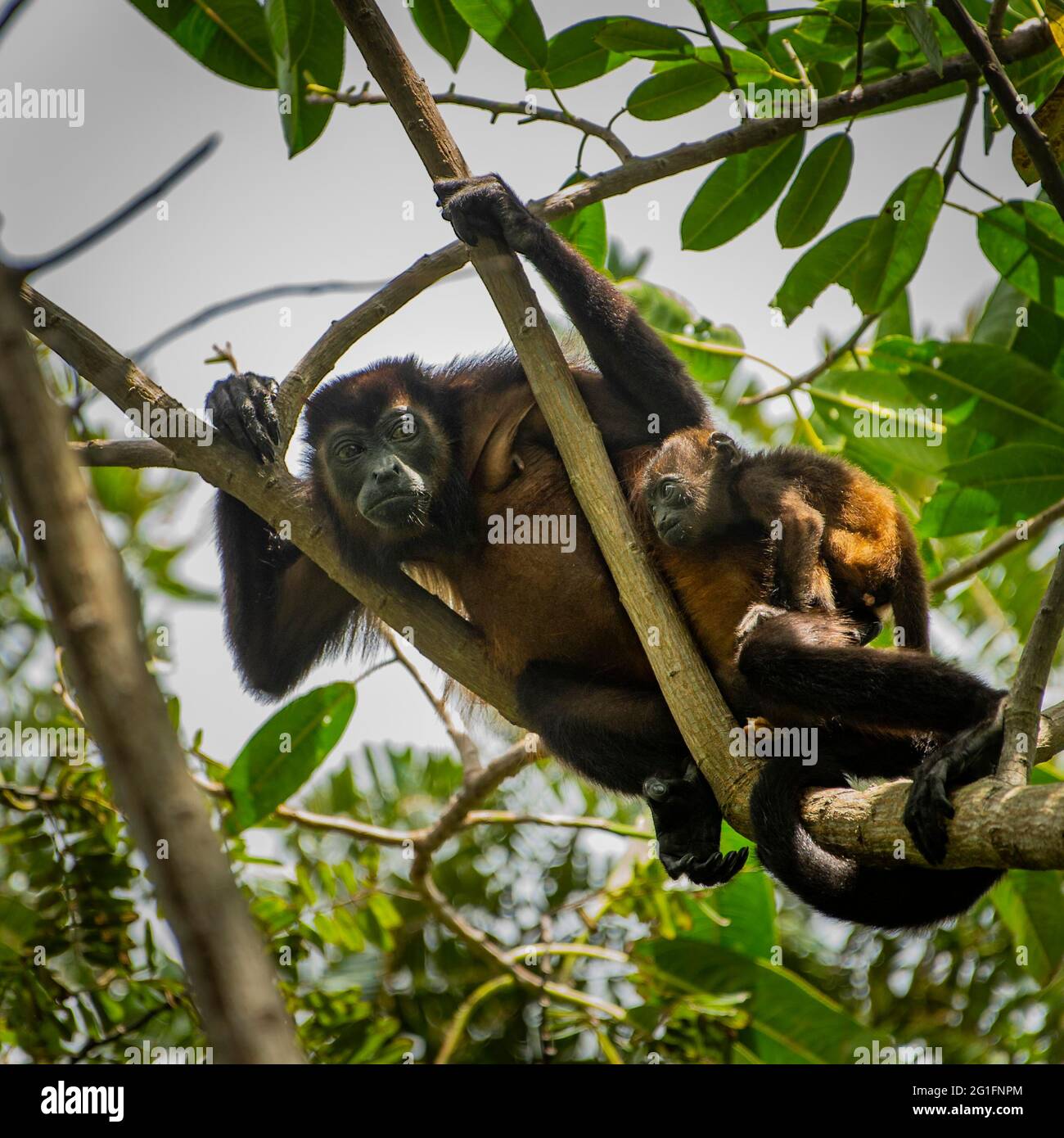 Costa rica monkey child hi-res stock photography and images - Alamy