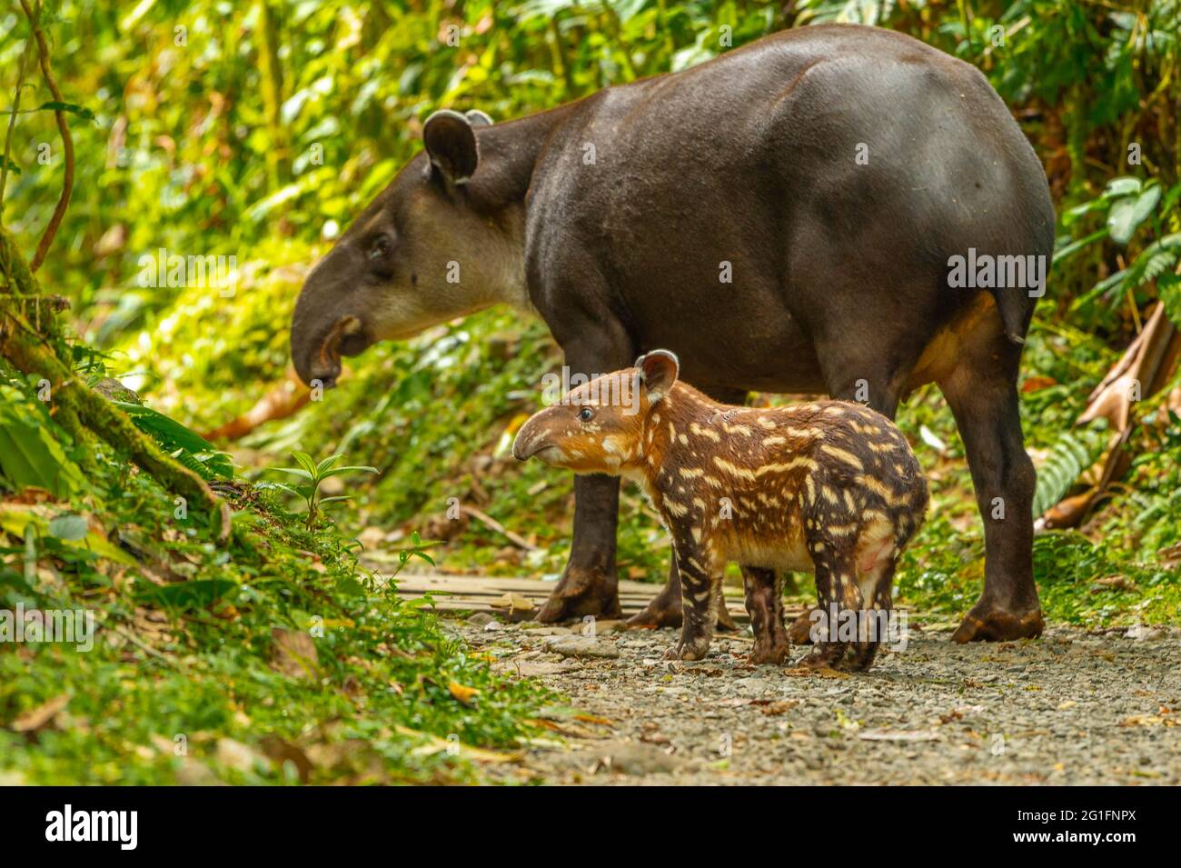 Tapir (Tapirus bairdii) mother with child roaming the woods, Rio ...