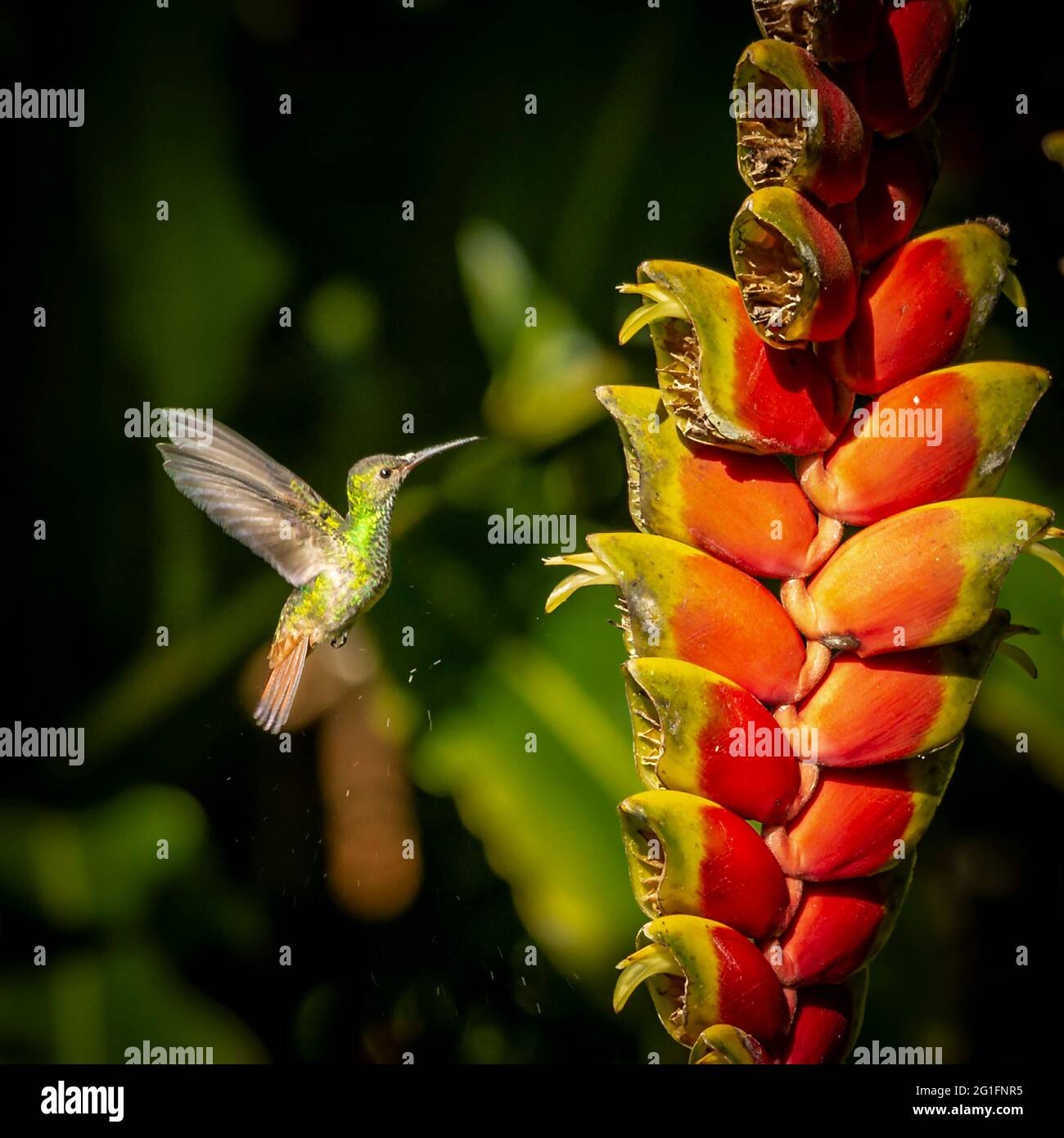 Arenal volcano national park animal hi-res stock photography and images ...
