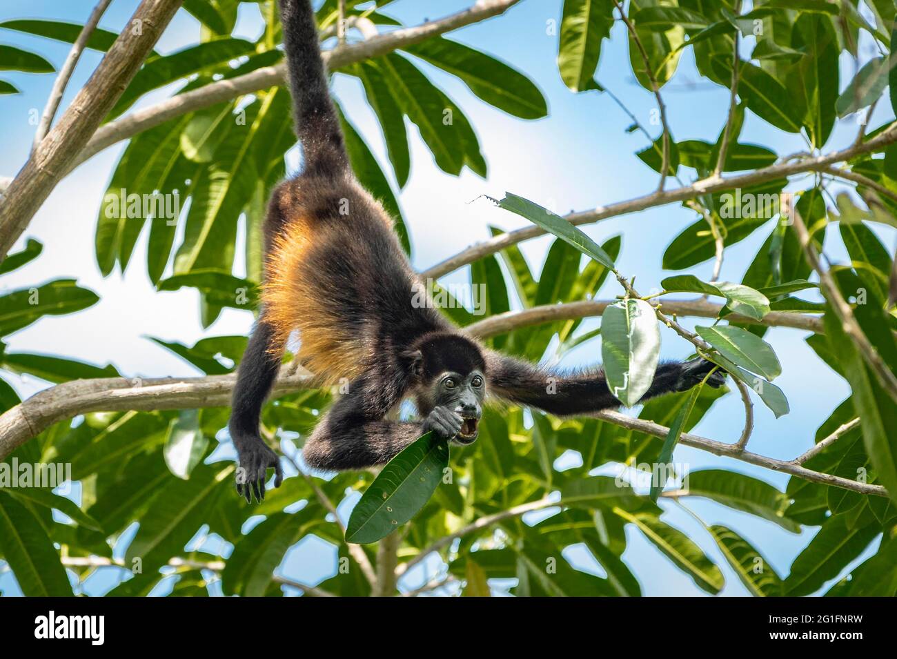 Young howler monkey hi-res stock photography and images - Alamy