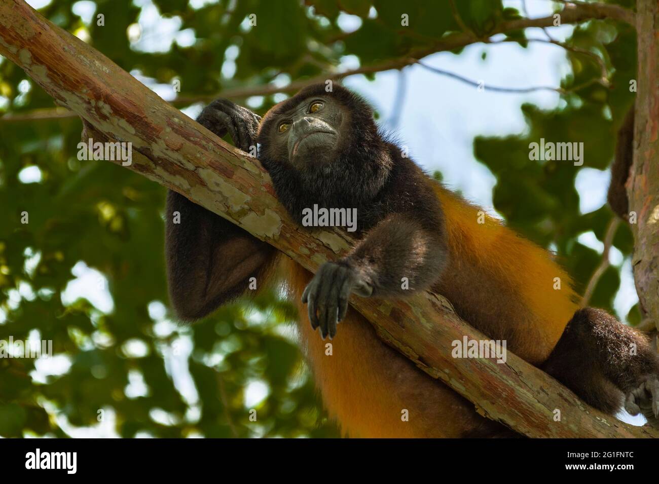 Howler Monkey (Alouatta) at midday rest, Curu Nature Reserve, Costa ...